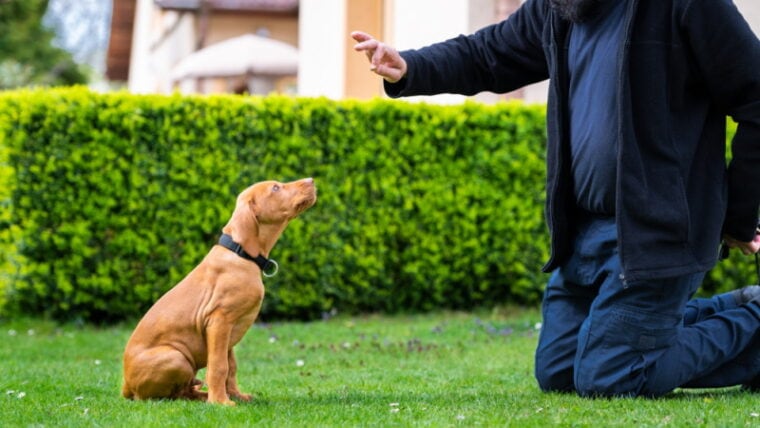 How to Train a Deaf Dog: 7 Vet-Approved Tips & Tricks | Hepper Pet ...