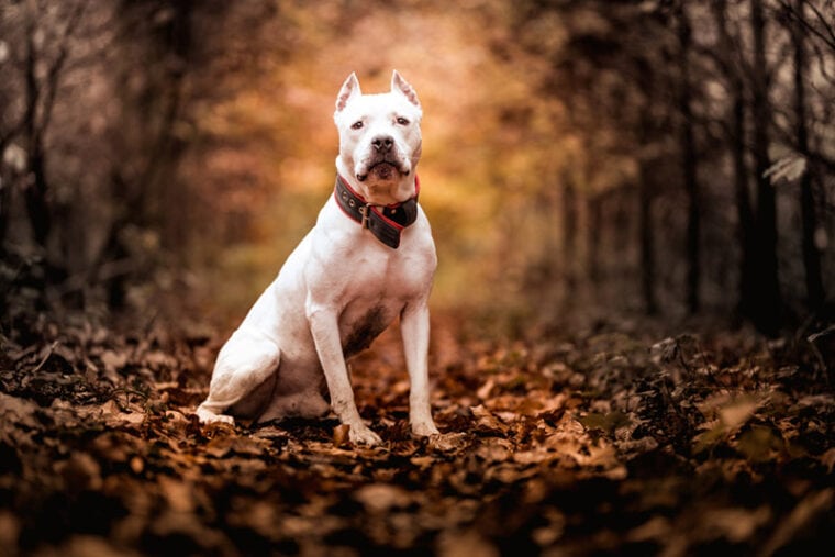 5 Types of Pitbull Dog Breeds: Info, Pictures, Facts & History | Hepper ...