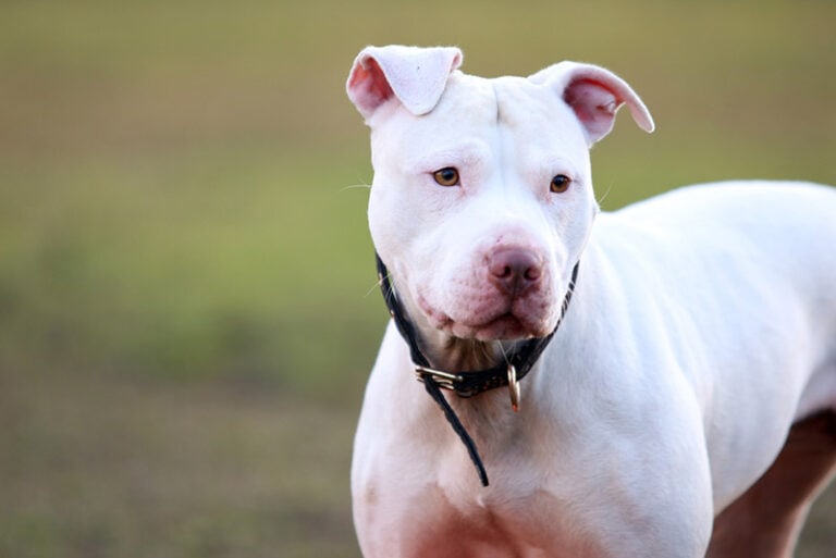Where Are Pitbulls Banned Internationally? When, Why & Tips For Safe ...
