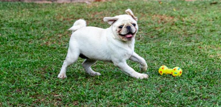 Why Do Pugs Have Curly Tails? The Interesting Answer | Hepper Pet Resources