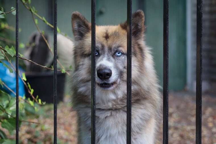 Wolf Dog Training: Expert Tips & Advice | Hepper Pet Resources