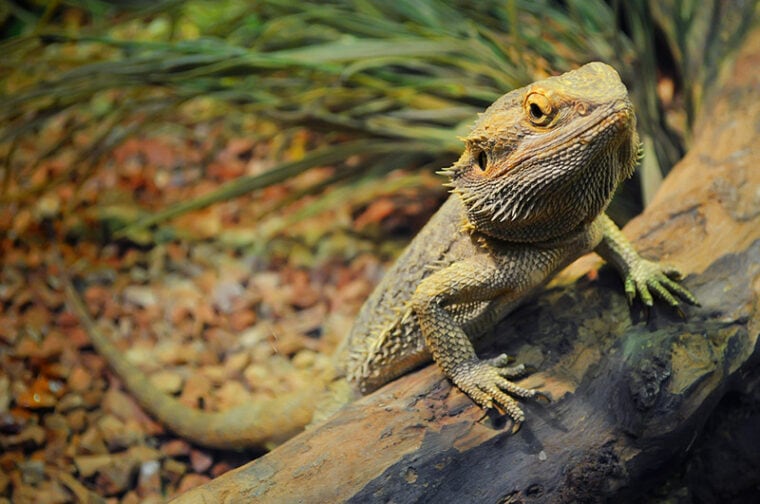 20 Incredible & Fun Bearded Dragon Facts | Hepper Pet Resources