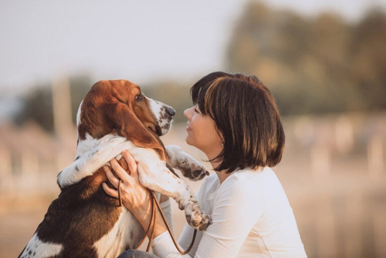 12 Basset Hound Pros & Cons: What to Know Before You Get One | Hepper ...