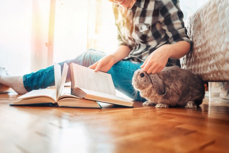 Where Do Rabbits Like to Be Pet: 5 Vet-Approved Spots (With Infographic ...