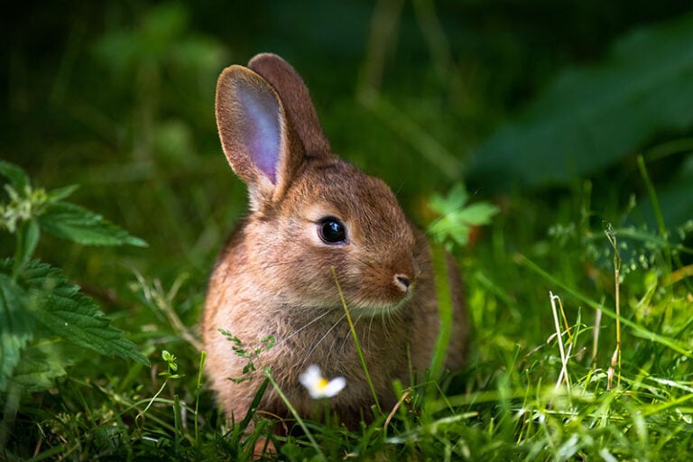 Can You Keep a Wild Rabbit as a Pet? Info, Facts & Legality | Hepper ...