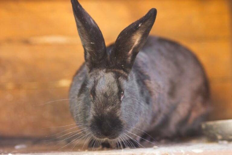 12 Calmest Rabbit Breeds (With Info & Pictures) | Hepper Pet Resources