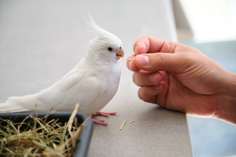 Cockatiel Body Language: 15 Crucial Cues to Look For | Hepper Pet Resources
