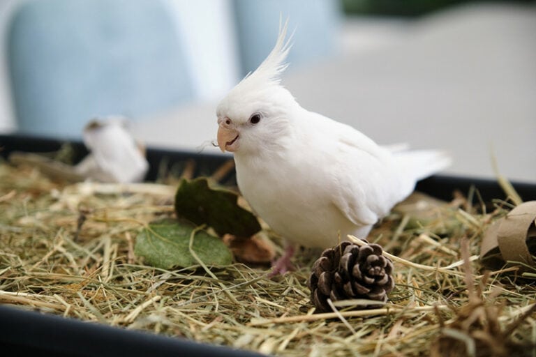 12 Incredible Cockatiel Facts & FAQs (Vet-Approved) | Hepper Pet Resources