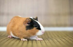 Can Guinea Pigs Eat Broccoli? Vet-Approved Nutritional Science & Info | Hepper Pet Resources