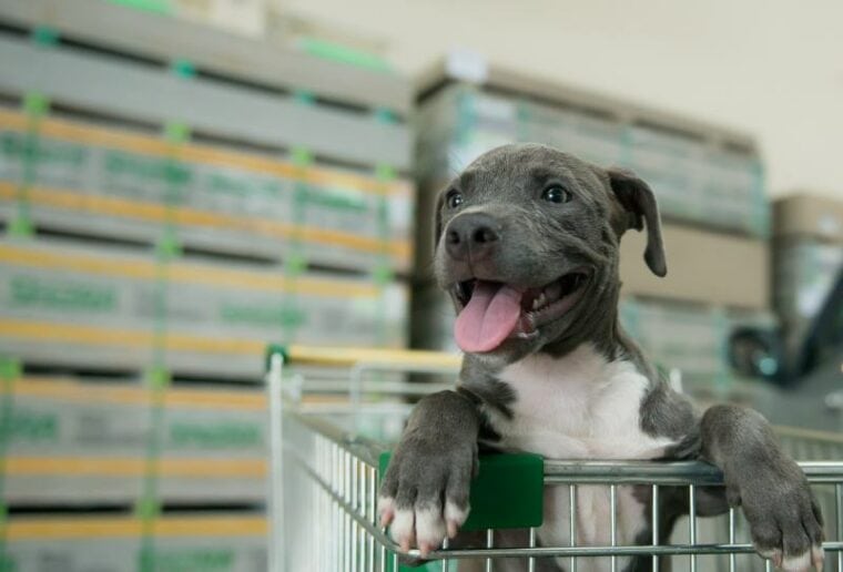 Are Dogs Allowed in Malls? Important Considerations (2026 Update ...