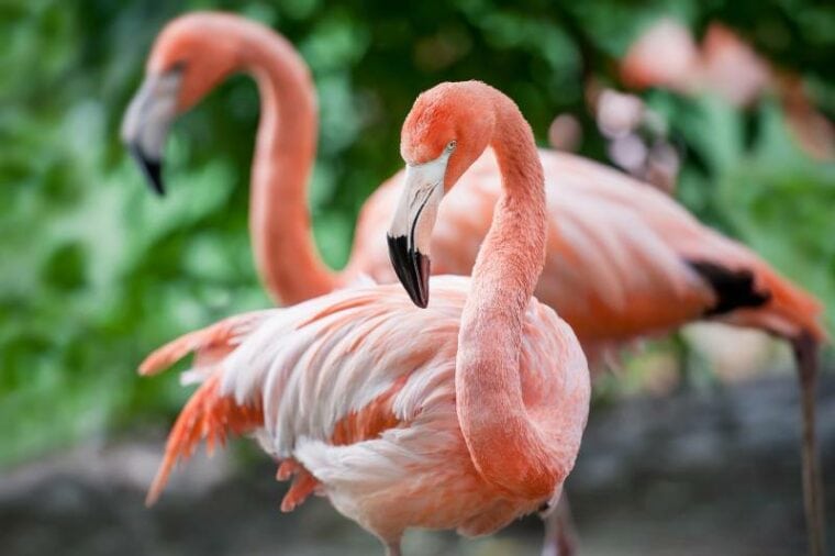 11 Most Expensive Birds Kept as Pets (2026 Price Updates) | Hepper Pet ...