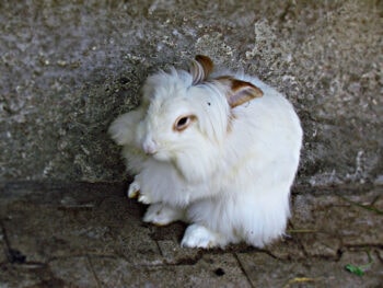 14 Long Haired Rabbit Breeds (With Info & Pictures) | Hepper Pet Resources