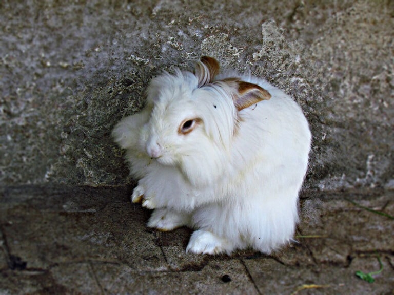 14 Long Haired Rabbit Breeds (With Info & Pictures) | Hepper Pet Resources