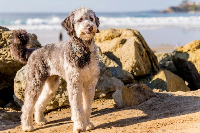 6 Aussiedoodle Colors, Patterns & Coat Types (With Pictures) | Hepper ...