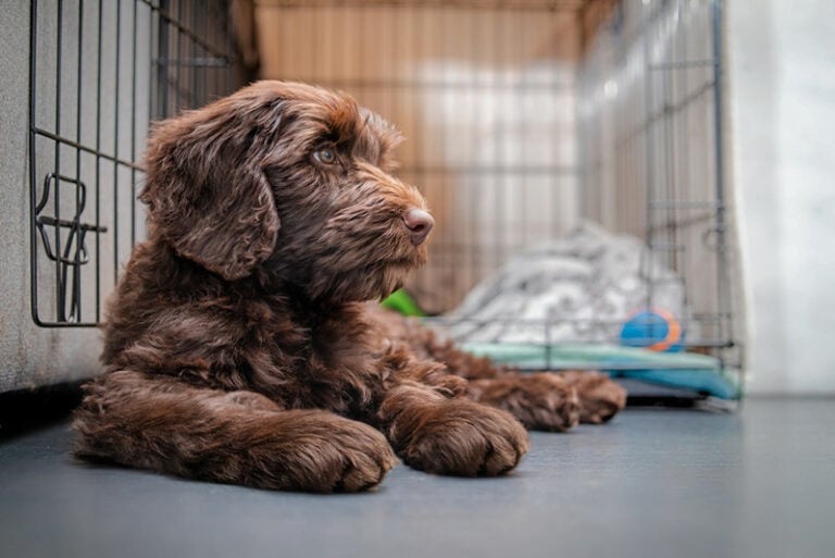 How Much Does An Australian Labradoodle Cost? 2026 Price Update ...