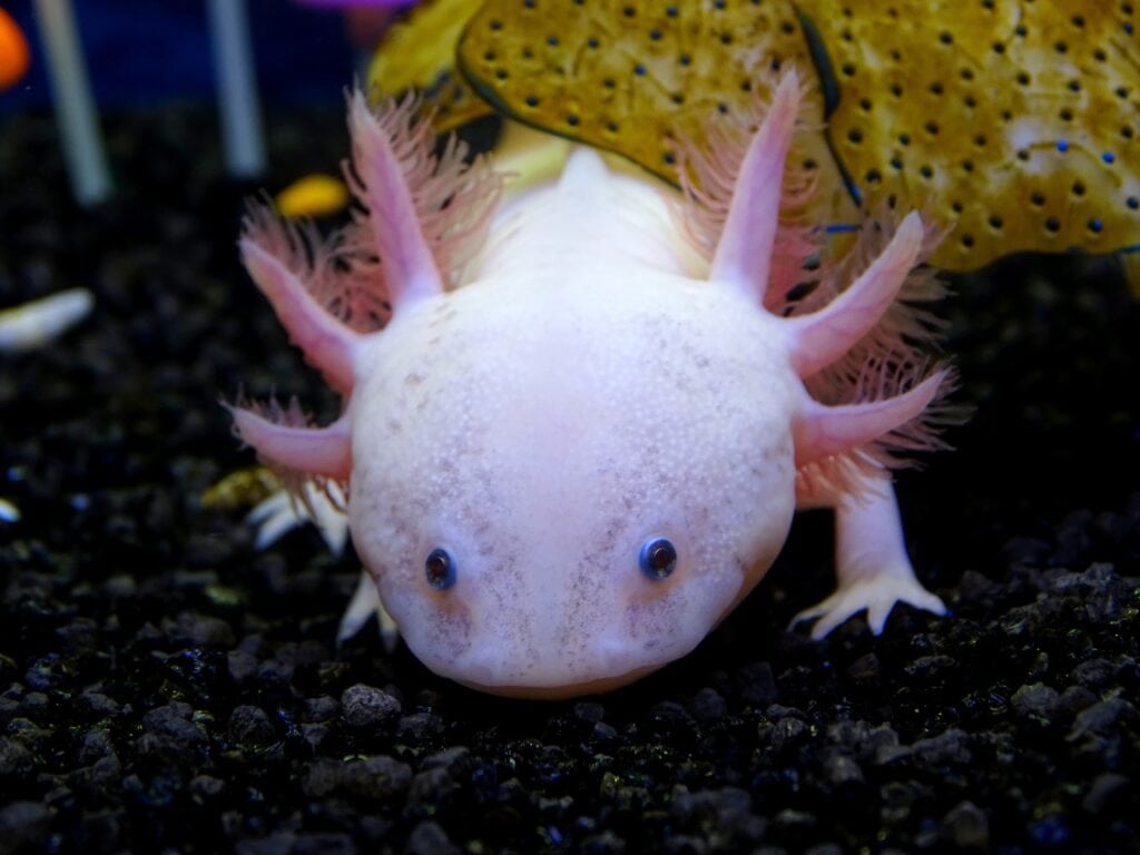 Is an Axolotl an Amphibian? Vet Approved Facts & FAQ | Hepper Pet Resources