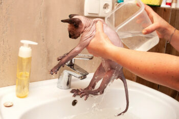 Bathing Sphynx Cats: 8 Vet Reviewed Tips | Hepper Pet Resources