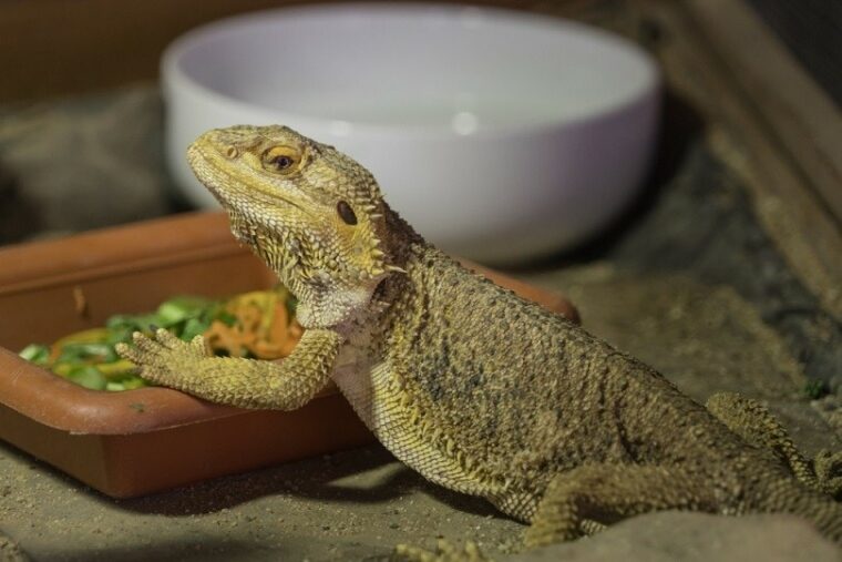How to Bond With Your Bearded Dragon: 7 Simple Tips | Hepper Pet Resources