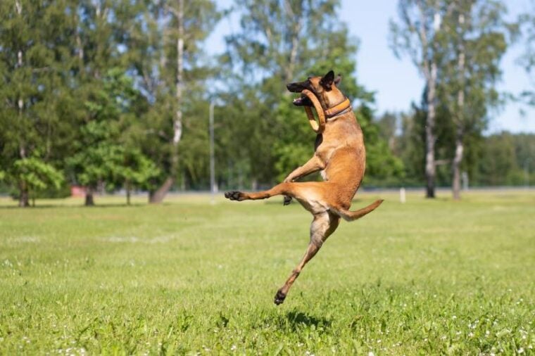 How High Can a Belgian Malinois Jump? Breed Facts & FAQ | Hepper Pet ...