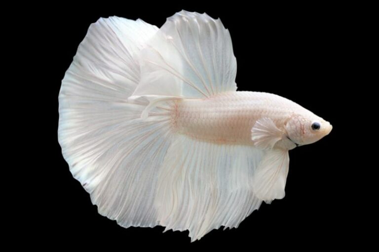 8 Rare Betta Fish Colors: Traits & Fin Types | Hepper Pet Resources