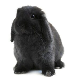 23 Black Rabbit Breeds (With Info & Pictures) | Hepper Pet Resources