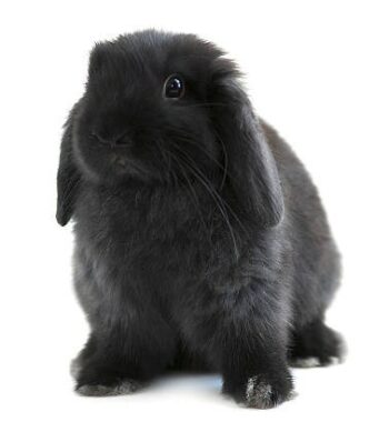 23 Black Rabbit Breeds (With Info & Pictures) | Hepper Pet Resources