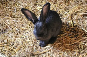 23 Black Rabbit Breeds (With Info & Pictures) | Hepper Pet Resources