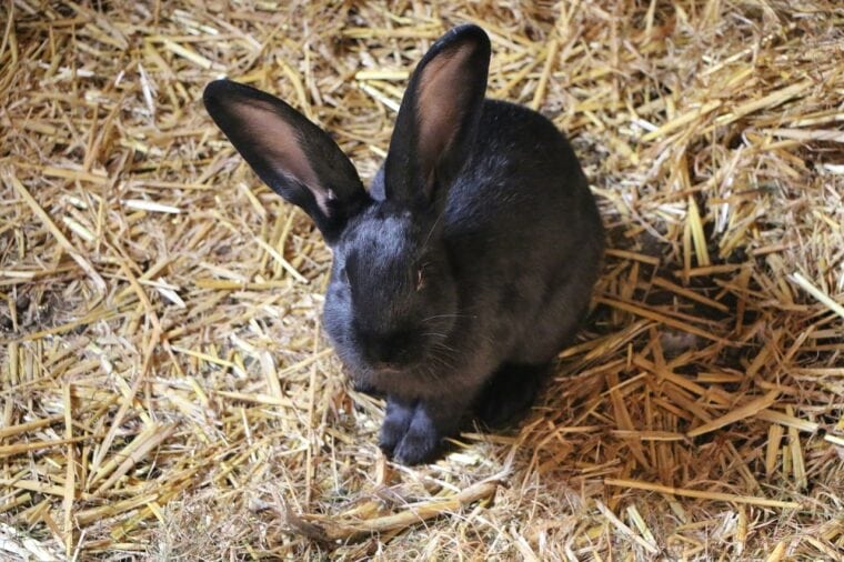 What Temperature Is Too Cold for Rabbits? 7 Vet Approved Tips | Hepper ...