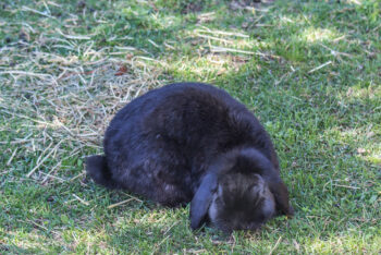 23 Black Rabbit Breeds (With Info & Pictures) | Hepper Pet Resources