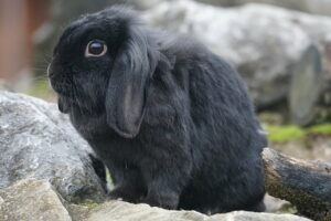 23 Black Rabbit Breeds (With Info & Pictures) | Hepper Pet Resources