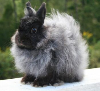 23 Black Rabbit Breeds (With Info & Pictures) | Hepper Pet Resources