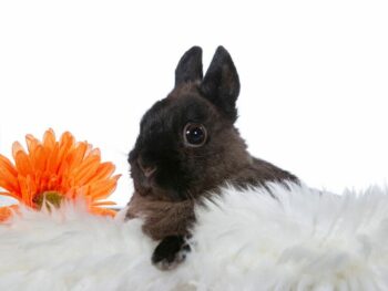 23 Black Rabbit Breeds (With Info & Pictures) | Hepper Pet Resources