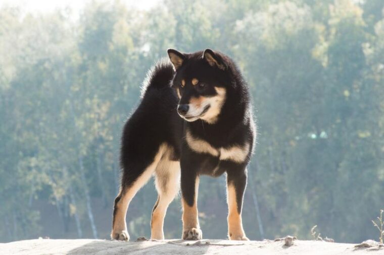 Black & Tan Shiba Inu: Pictures, Facts & History | Hepper Pet Resources