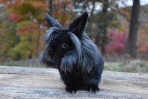 23 Black Rabbit Breeds (With Info & Pictures) | Hepper Pet Resources