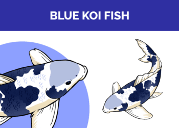Blue Koi Fish: Info, Pictures, Care, Diet & More | Hepper Pet Resources