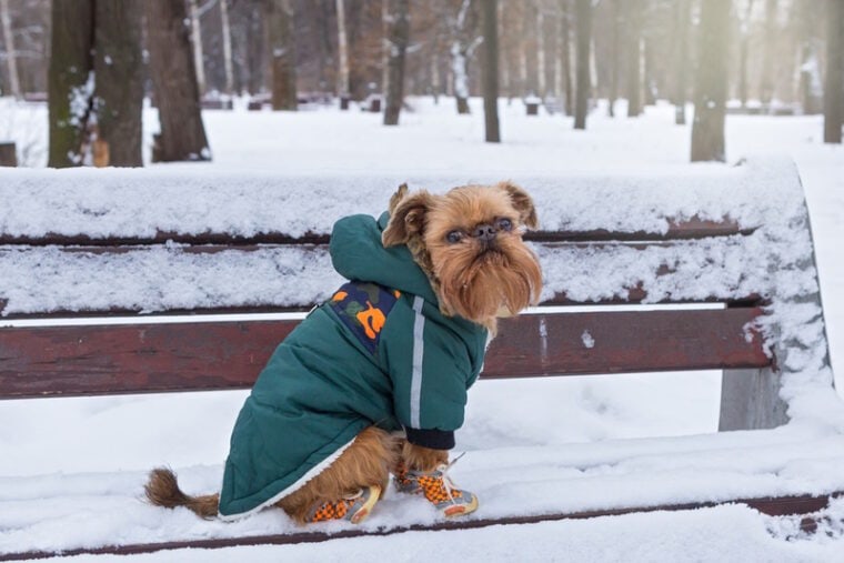 Do Dogs' Paws Get Cold? Vet-Verified Facts & FAQ | Hepper Pet Resources