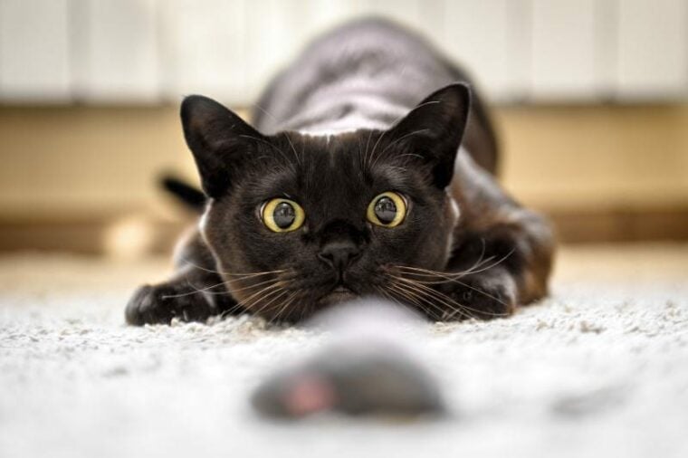 Can Cats Eat Cockroaches? Vet-Reviewed Health & Safety Guide | Hepper ...