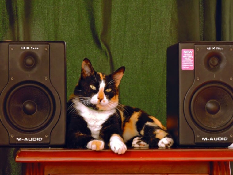 Sounds Cats Love: Their 10 Favorites | Hepper Pet Resources