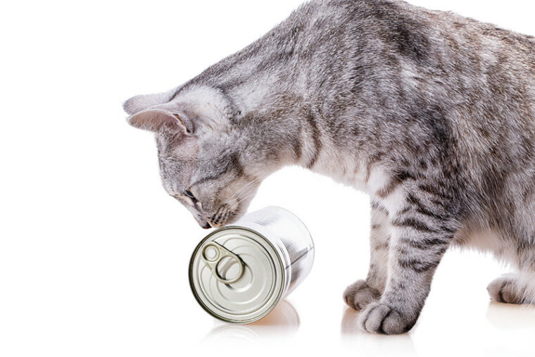 9 Signs That Cat Food Has Gone Bad: Vet-Approved Food Storage Tips ...