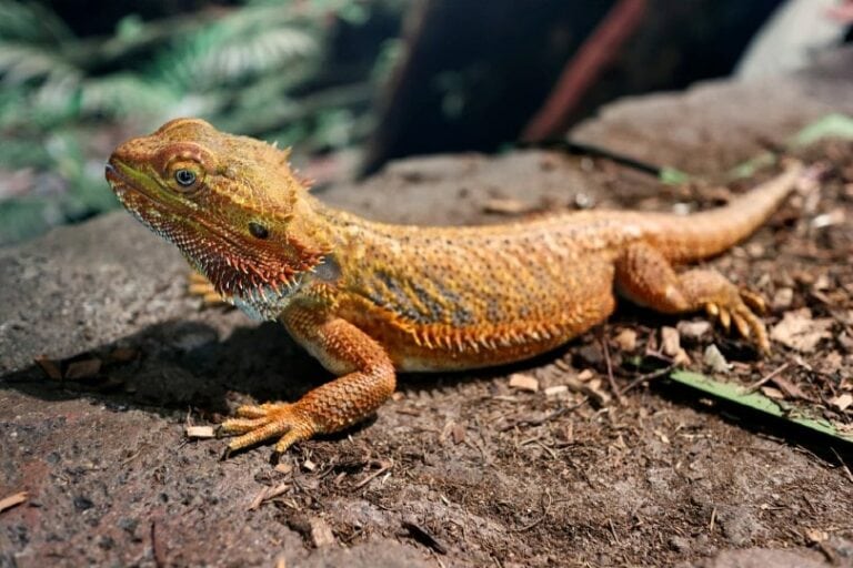 How Long Do Bearded Dragons Live? Vet Reviewed Lifespan, Data & Care ...