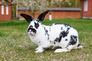 23 Black Rabbit Breeds (With Info & Pictures) | Hepper Pet Resources
