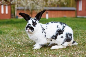 11 Large Rabbit Breeds (With Info & Pictures) | Hepper Pet Resources