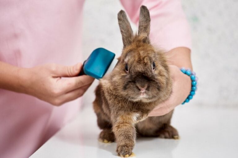 What Temperature Is Too Hot for Rabbits? Vet Approved Guide & Housing ...