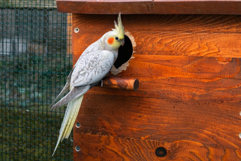 Lutino Cockatiel: Info, Pictures & History | Hepper Pet Resources