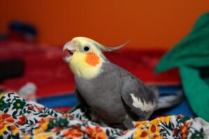12 Incredible Cockatiel Facts & FAQs (Vet-Approved) | Hepper Pet Resources
