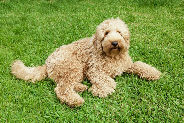 How Much Does An Australian Labradoodle Cost? 2025 Price Update ...