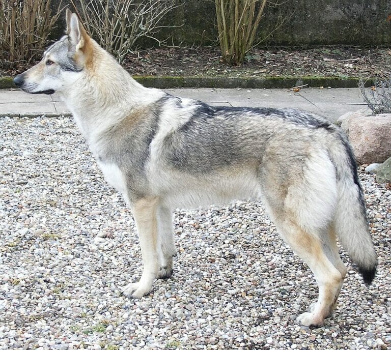 7 Wolf Dog Hybrid Breeds You May Not Have Seen Before (With Info ...