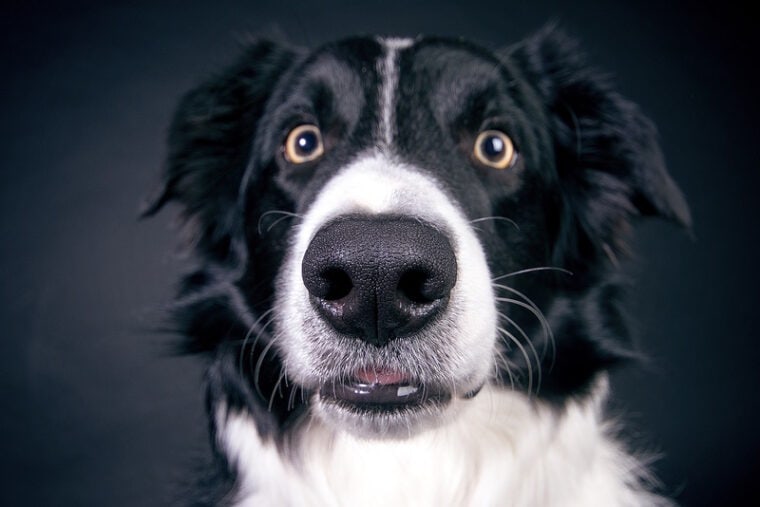 Can Dogs See in the Dark? Canine Night Vision Explained (Vet-Verified ...