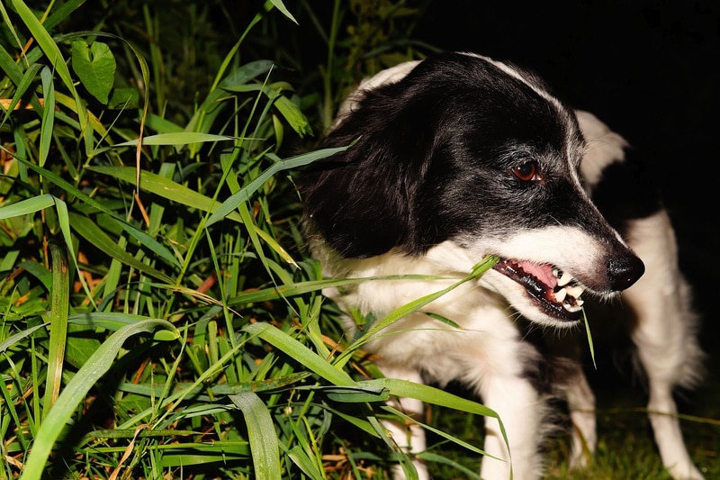 Can Dogs See in the Dark? Canine Night Vision Explained (Vet-Verified ...