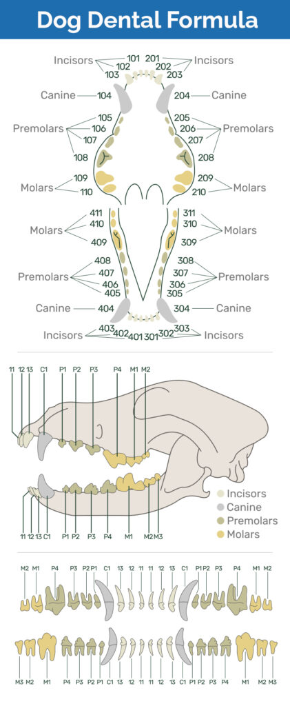 Dog Anatomy Basics: 11 Things All Pup Parents Should Know (Vet-Approved ...